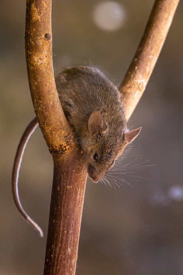Adorable and Cute Little Mouse Stock Photo - Image of small, adorable ...