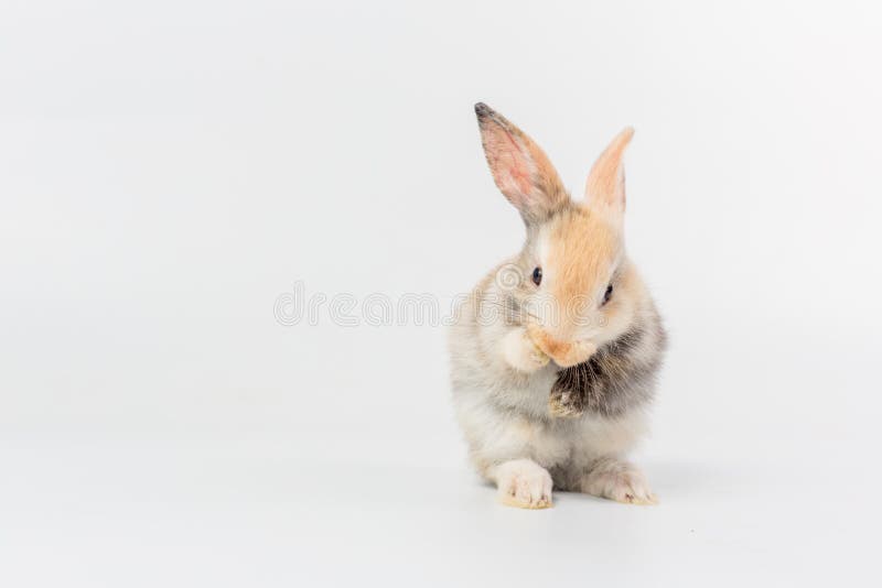 Adorable and Cute New Born Rabbit. Baby Cute Rabbit or New Born ...