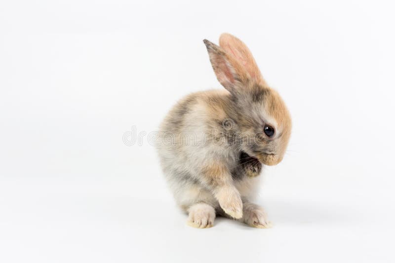 Adorable and Cute New Born Rabbit. Baby Cute Rabbit or New Born ...