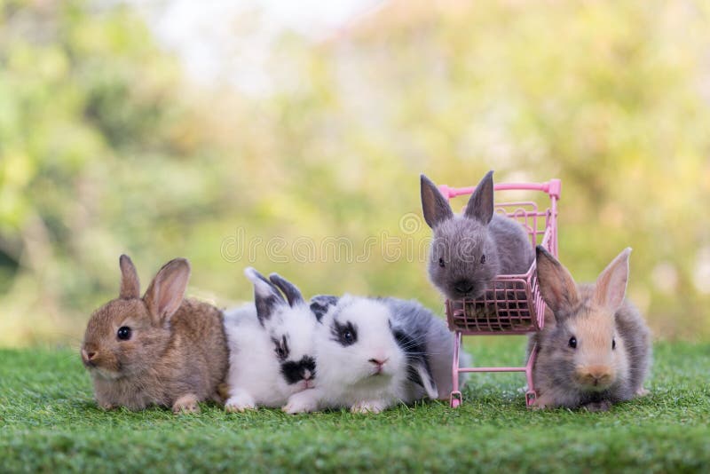 Adorable and Cute New Born Rabbit. Baby Cute Rabbit or New Born ...