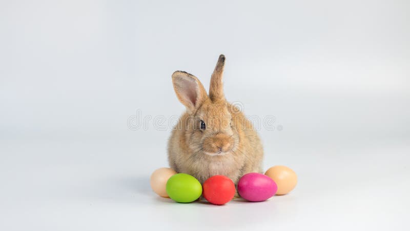 Adorable and Cute New Born Rabbit. Baby Cute Rabbit or New Born ...