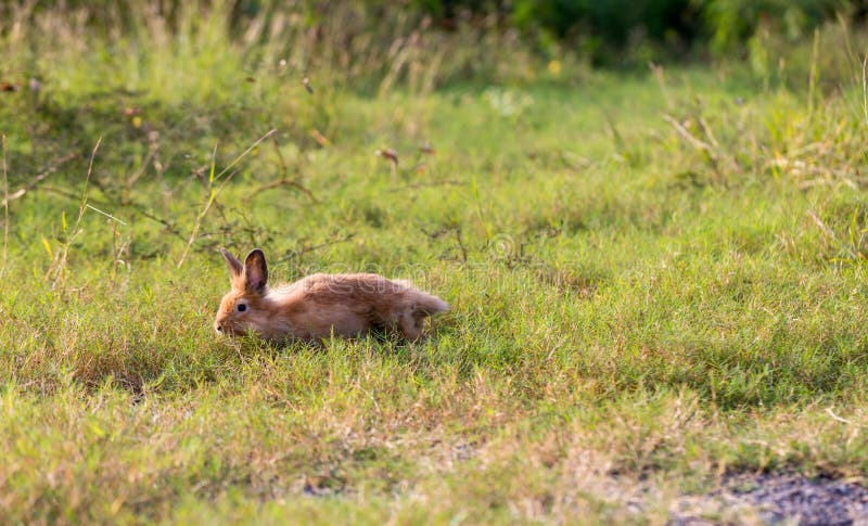Adorable and Cute New Born Rabbit. Baby Cute Rabbit or New Born ...
