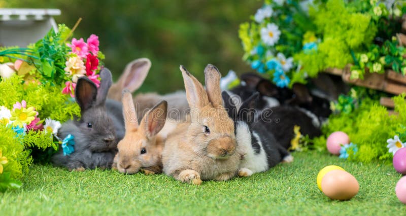 Adorable and Cute New Born Rabbit. Baby Cute Rabbit or New Born ...