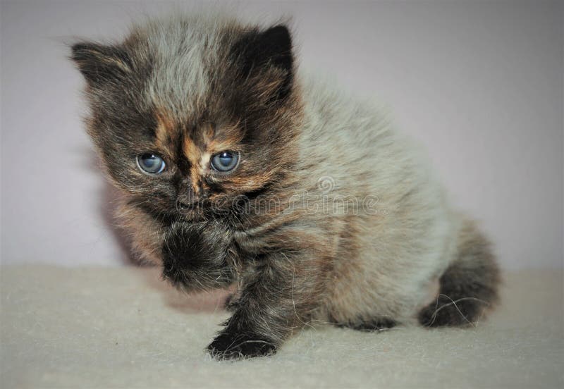 Adorable and Cute Persian Cat Stock Photo - Image of furry, portrait ...