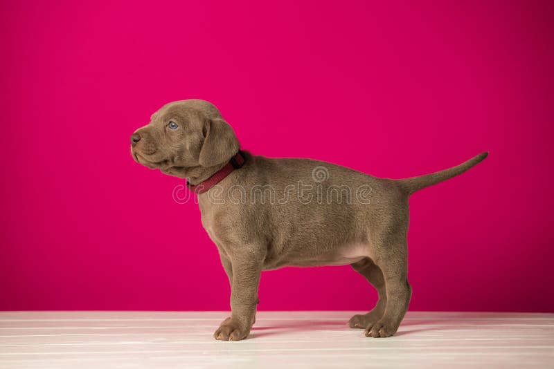 Adorable Cute Weimaraner Puppy on Pink Background Stock Photo - Image ...