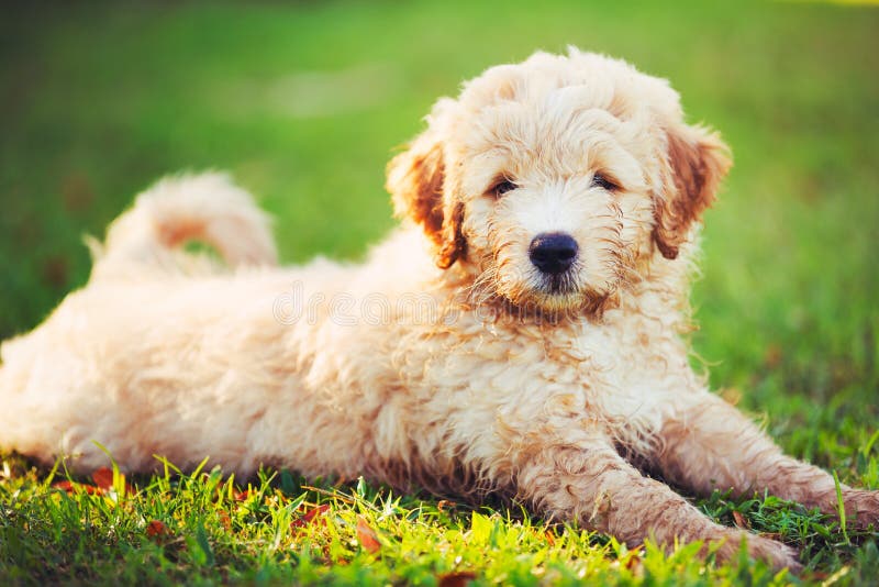 Adorable Cute Young Puppy stock photo. Image of puppy - 62122818