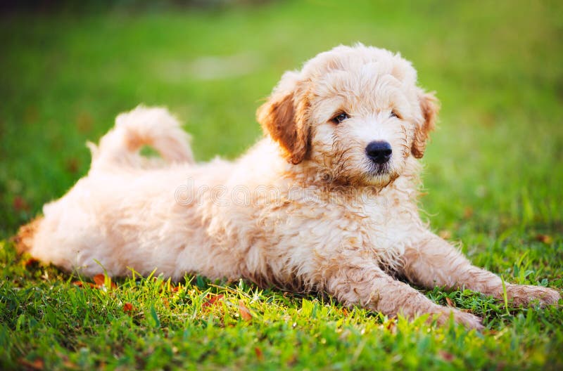 Adorable Cute Young Puppy stock image. Image of mammal - 62122821