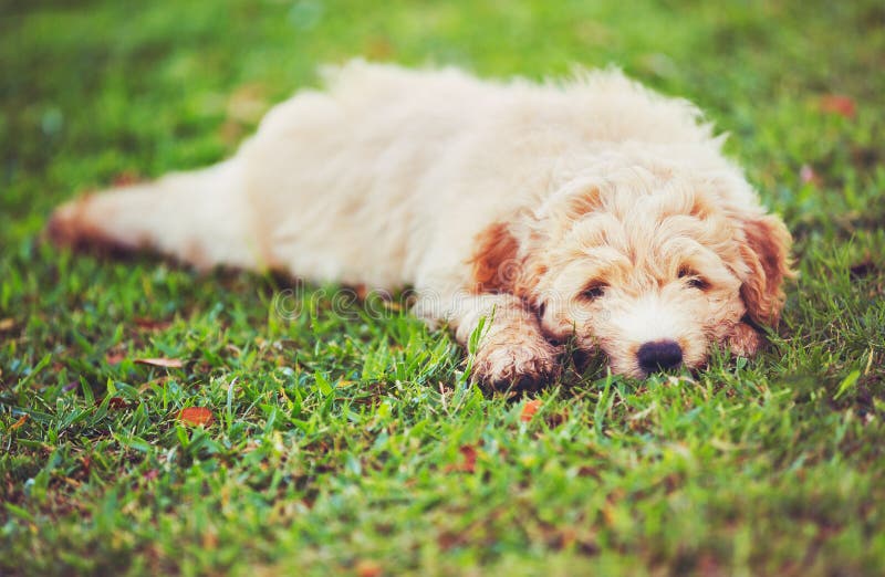 Adorable Cute Young Puppy stock image. Image of play - 62122829