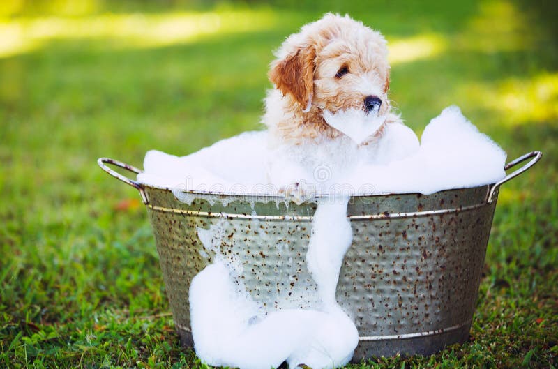 Adorable Cute Young Puppy stock photo. Image of adorable - 62122844