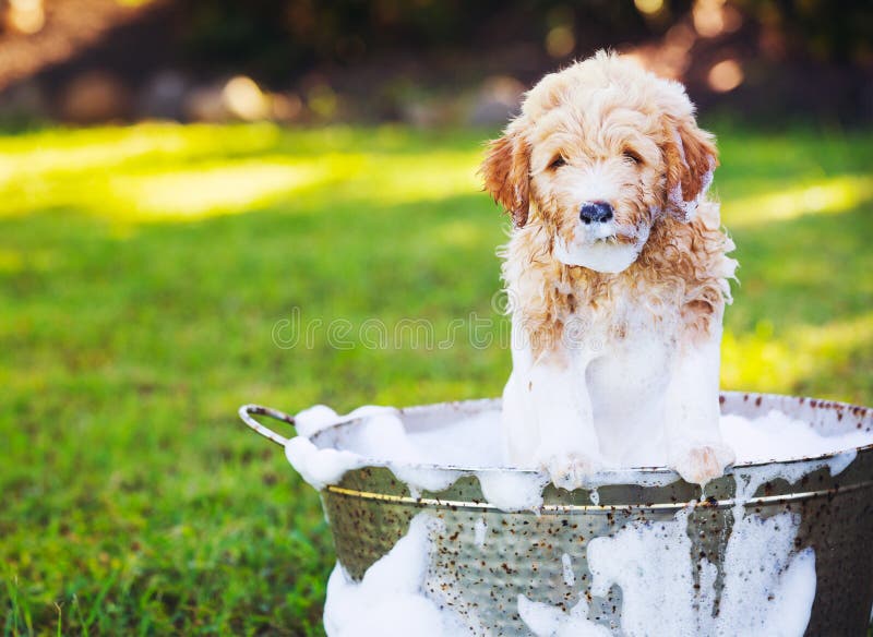 Adorable Cute Young Puppy stock photo. Image of golden - 62122878