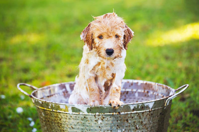 Adorable Cute Young Puppy stock image. Image of cute - 62122909