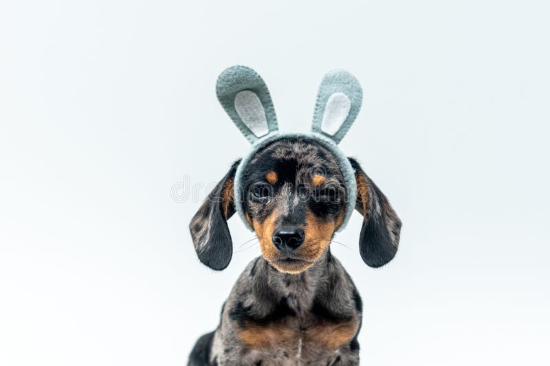 Adorable Dachshund Wearing Rabbit Ears for Easter Isolated on a White ...