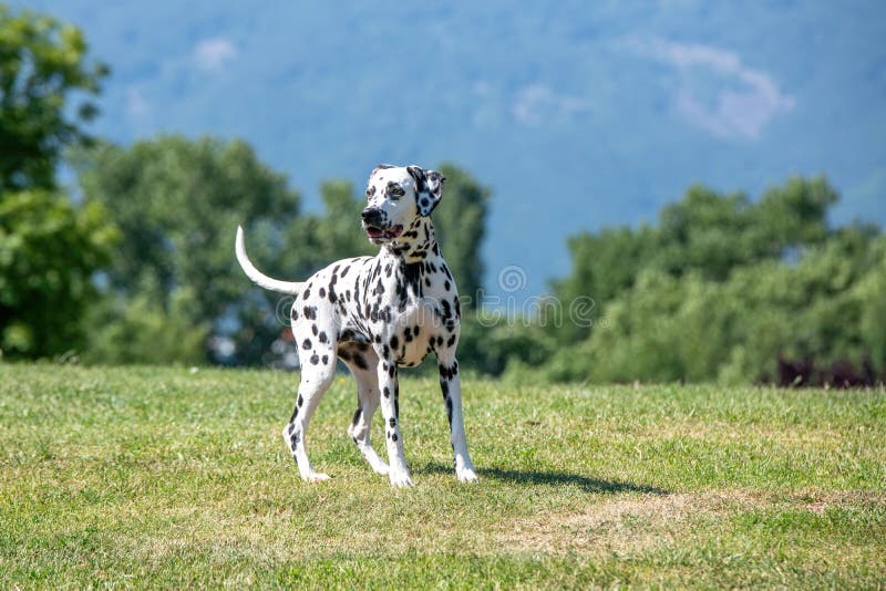 Adorable Dalmatian Dog Outdoors in Spring. Selective Focus Stock Photo ...