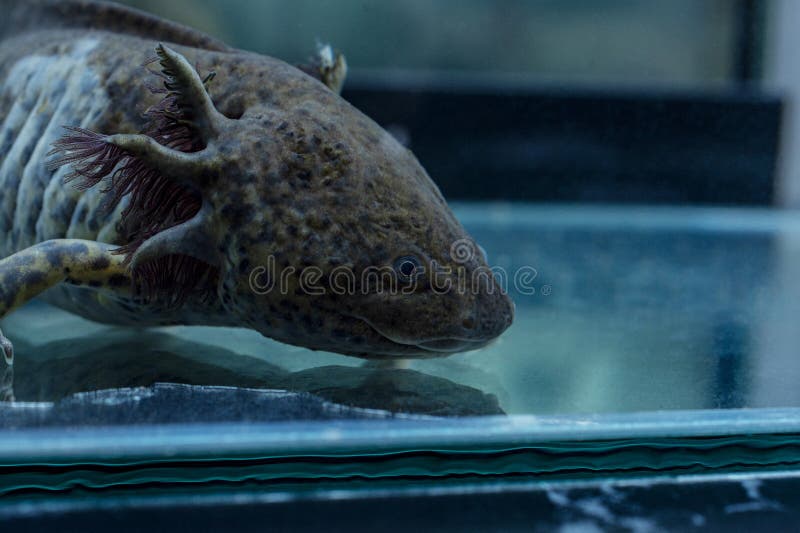 Axolotl Material Stock Photos - Free & Royalty-Free Stock Photos from ...