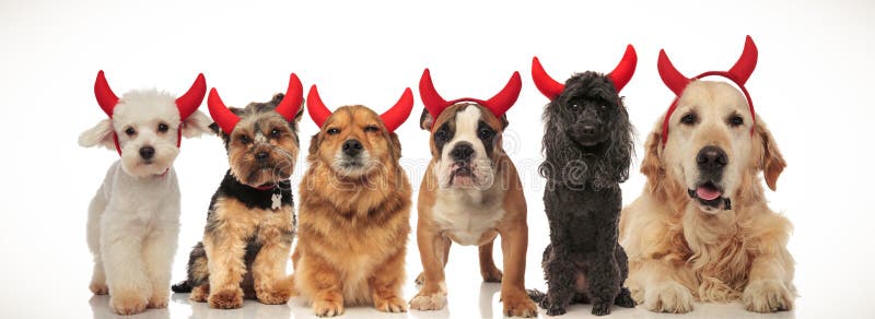 6 Adorable Devil Dogs Celebrating Halloween Stock Photo - Image of ...