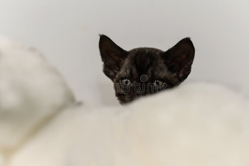 Adorable Devon Rex Baby Cat`s Head, Dark Face Stock Photo - Image of ...