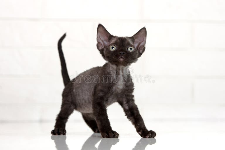 483 Black Devon Rex Stock Photos - Free & Royalty-Free Stock Photos from Dreamstime