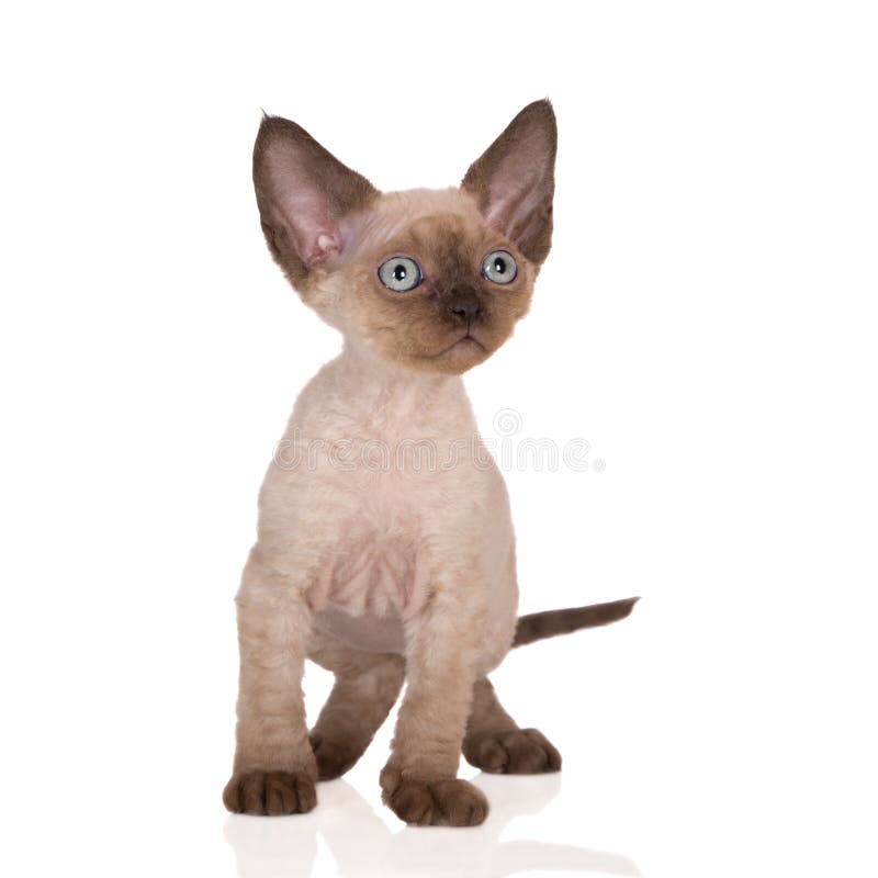 Adorable Devon Rex Kitten on White Stock Photo - Image of breed ...