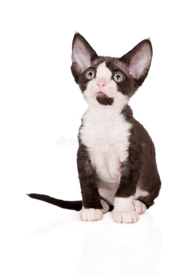 Adorable Devon Rex Kitten on White Stock Photo - Image of portrait ...