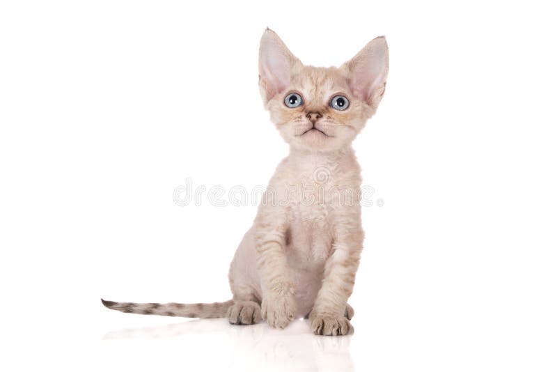 Adorable Devon Rex Kitten on White Stock Photo - Image of cute, posing ...