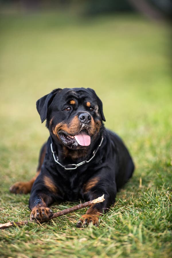 Beautiful Purebred Rottweiler Stock Images - Download 1,381 Royalty ...