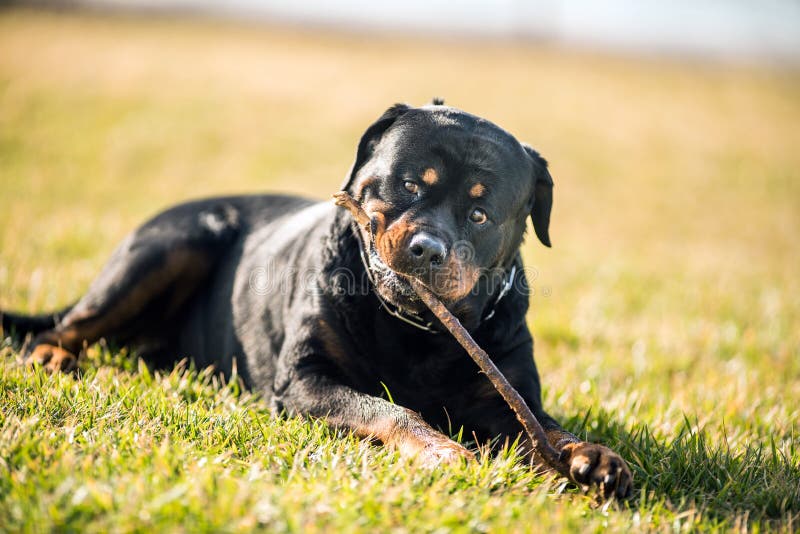 Beautiful Purebred Rottweiler Stock Images - Download 1,381 Royalty ...