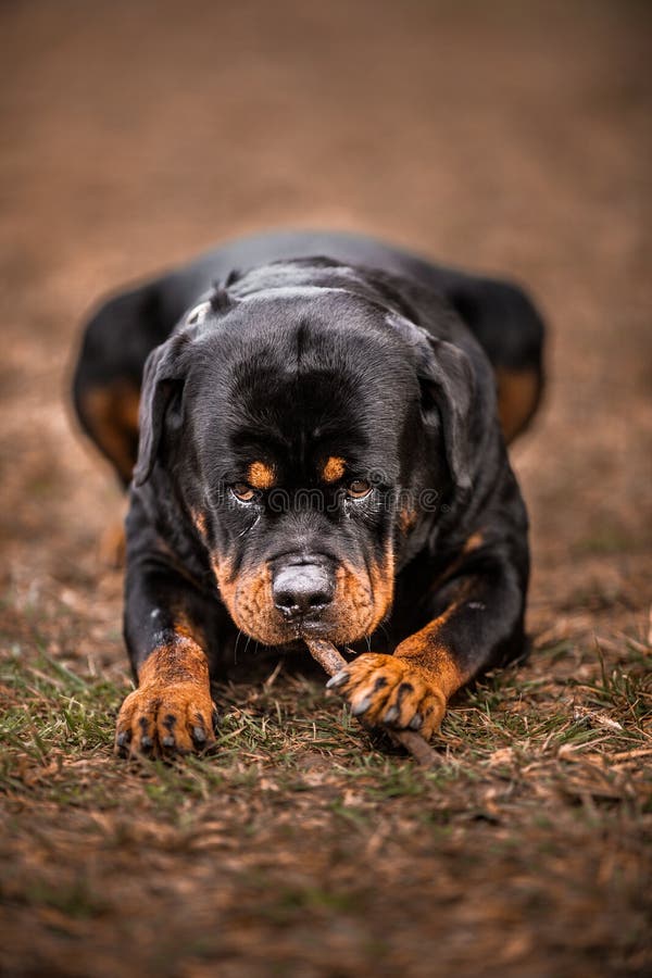 Beautiful Purebred Rottweiler Stock Images - Download 1,381 Royalty ...