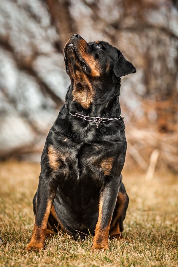 Adorable Devoted Purebred Rottweiler Stock Photo - Image of friend ...