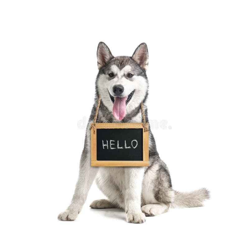 Adorable Dog with Hello Sign on White Background Stock Image - Image of ...