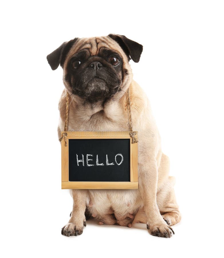 Adorable Dog with Hello Sign on White Background Stock Image - Image of ...