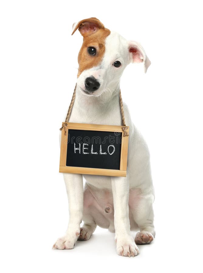 Adorable Dog with Hello Sign on White Background Stock Photo - Image of ...