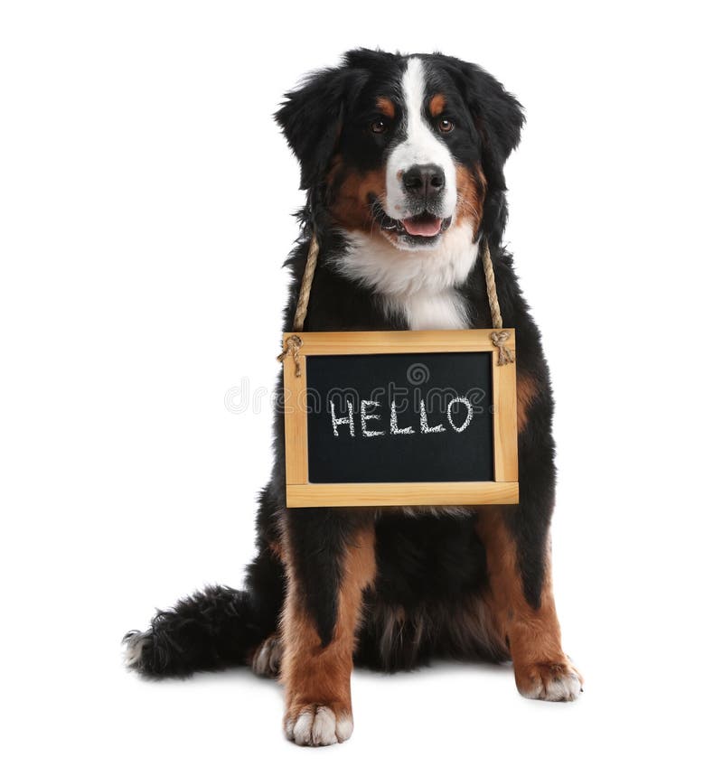 Adorable Dog with Hello Sign on White Stock Image - Image of home ...