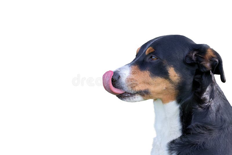 What Is Dog Lip Smacking