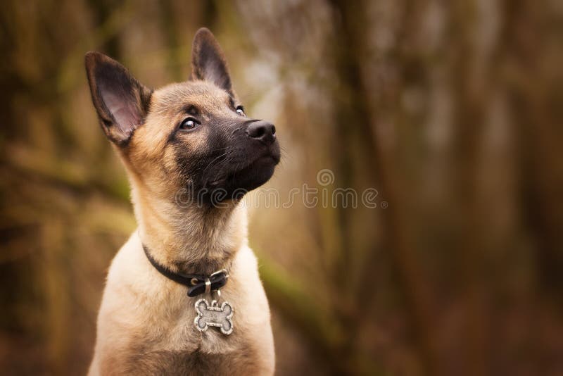 Adorable Dog Look Happy Healthy in Forest Stock Image - Image of ...