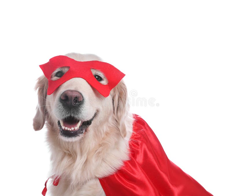 Adorable Dog in Red Superhero Cape and Mask on White Background Stock ...