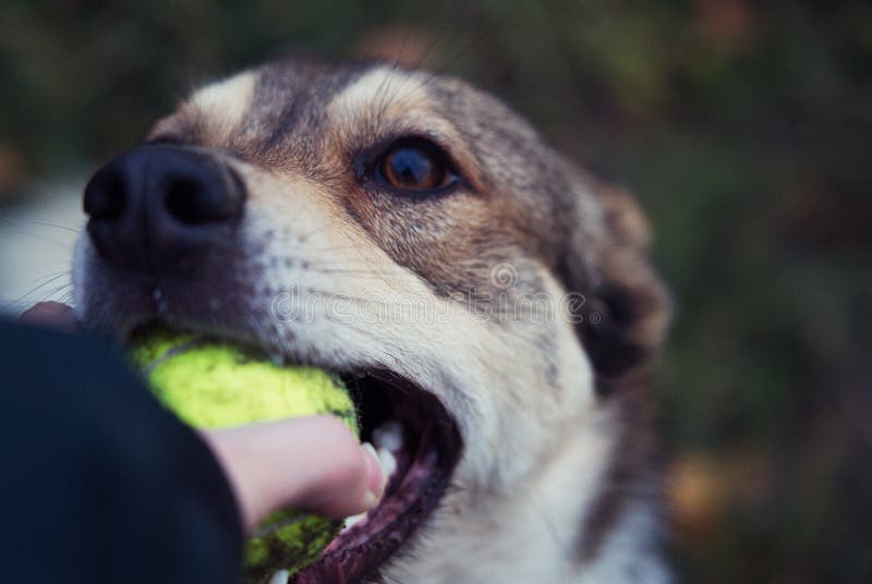 Dog Trying To Pull the Ball Out of a Human Hand. Focus on the Face ...