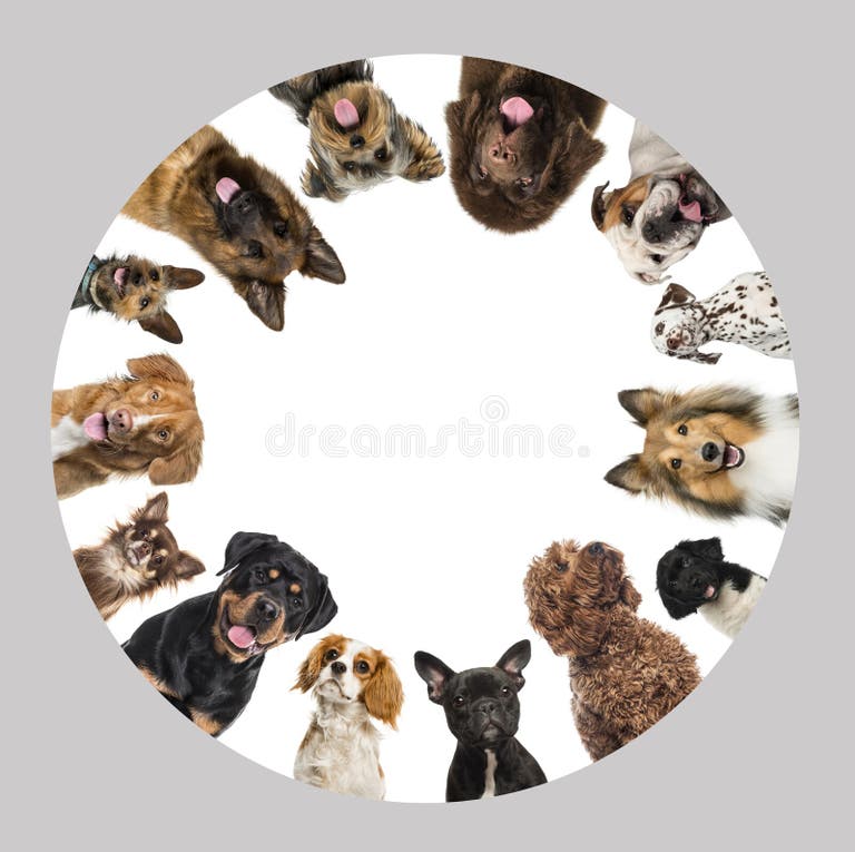 Adorable Dogs Making a Circle and Panting Stock Photo - Image of funny ...