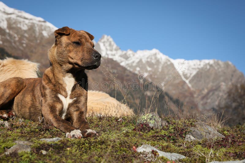 Adorable Dogs in Mountains on Sunny Day. Space for Text Stock Image ...