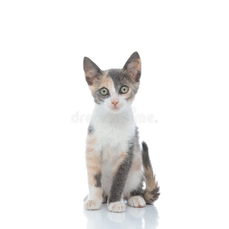 512 Cat Sitting Looking Forward White Background Stock Photos - Free ...