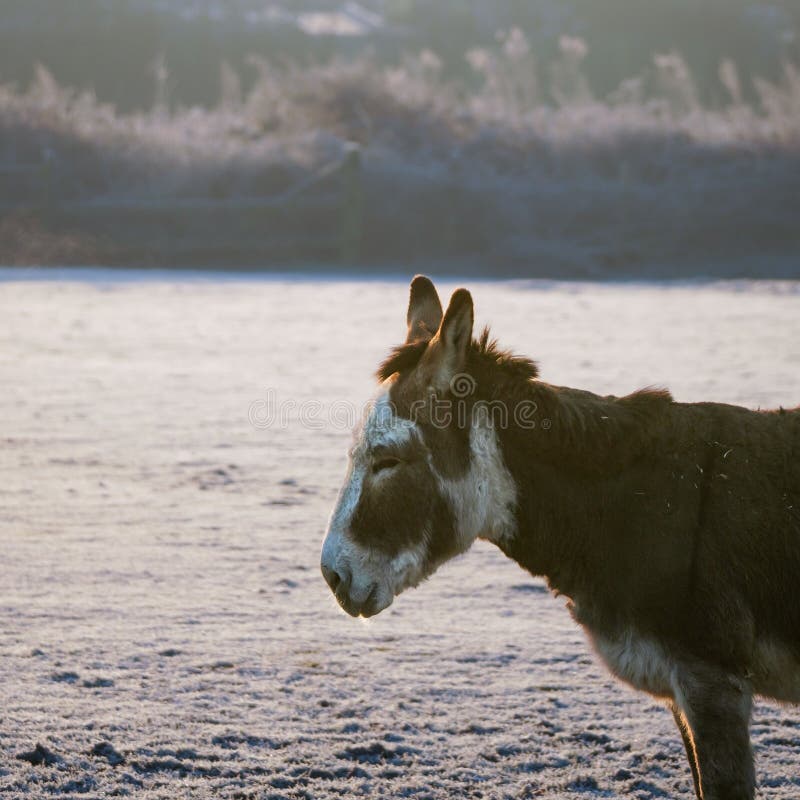 Adorable Donkey Standing on a Sandy Beach. Stock Image - Image of ...