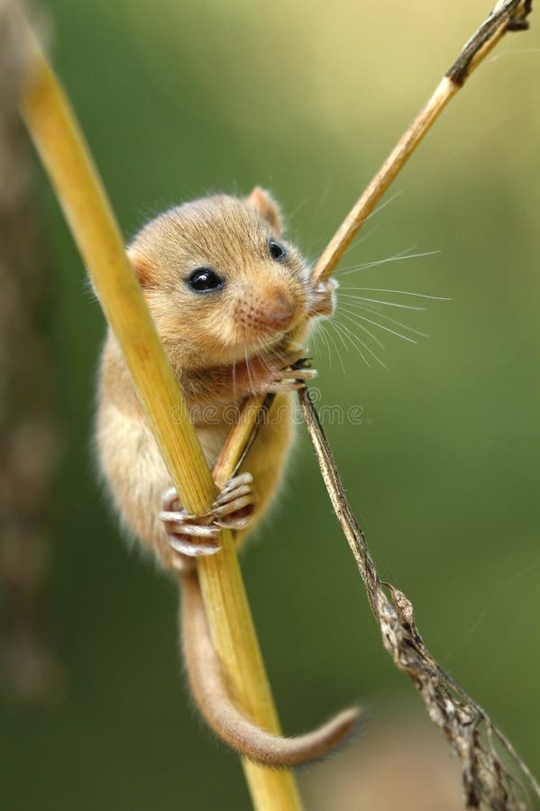 Adorable dormouse stock photo. Image of mammal, young - 46789130
