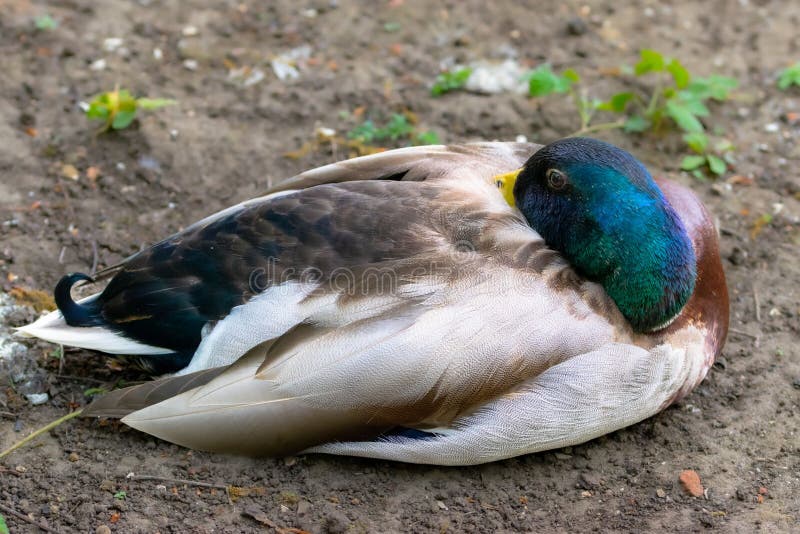 Adorable Duck Sleeping on the Ground Stock Photo - Image of sleeping ...