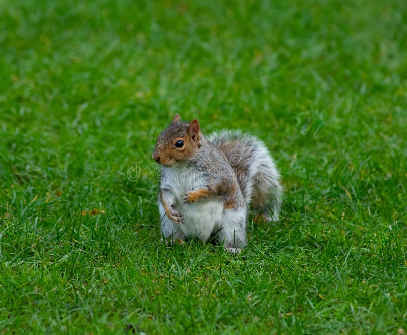 Adorable Eastern Gray Squirrel Standing in the Grass on the Ground ...