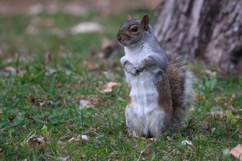 Adorable Eastern Gray Squirrel Standing on the Legs on the Grass Stock ...
