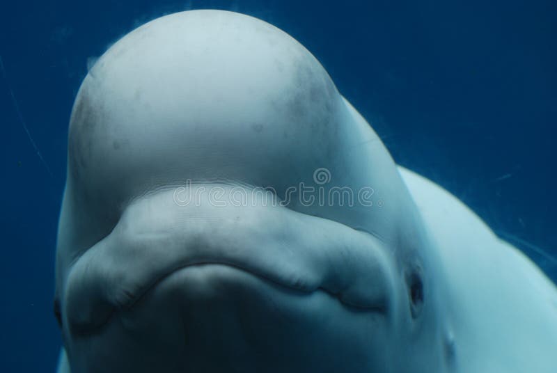 Happy Face Beluga Whale Underwater Stock Photos - Free & Royalty-Free ...