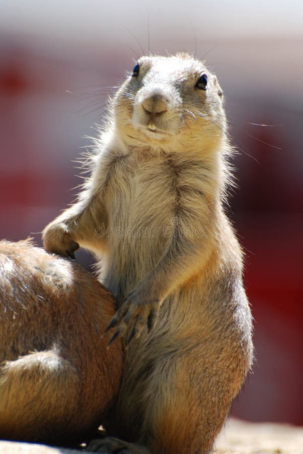 Adorable Face of a Black Tailed Prairie Dog Stock Image - Image of ...