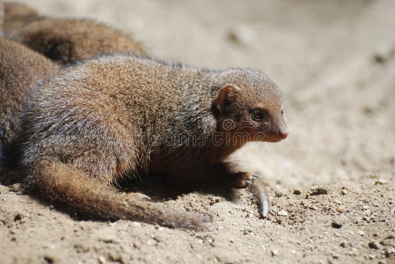 Adorable Face of a Dwarf Mongoose Stock Photo - Image of wild, animal ...