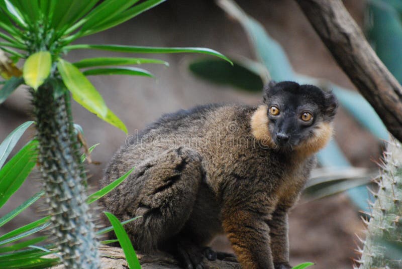 Adorable Face of a Red Collared Brown Lemur Stock Image - Image of ...