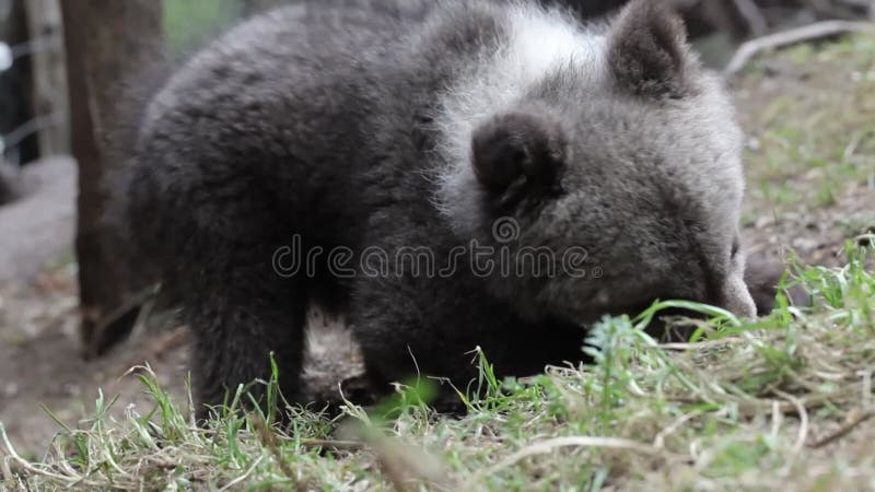 Adorable Fat Bear Cub Digging and Smelling in Meadow Stock Video ...
