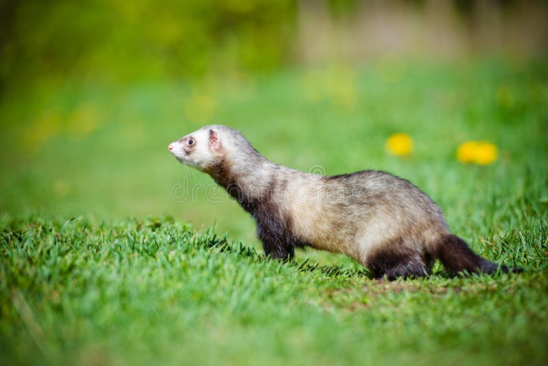 Adorable ferret outdoors stock photo. Image of outdoors - 40748848
